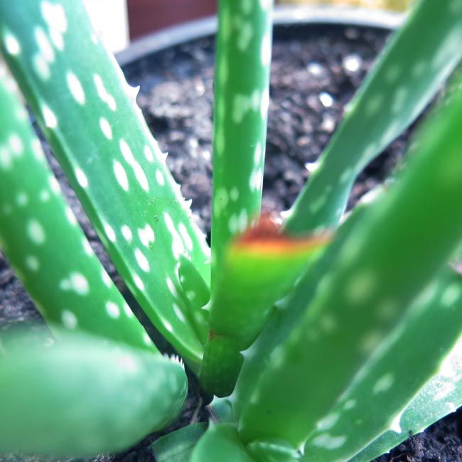 Aloe Vera (Aloe Barbadensis) - Ingredients - EssentHouse
