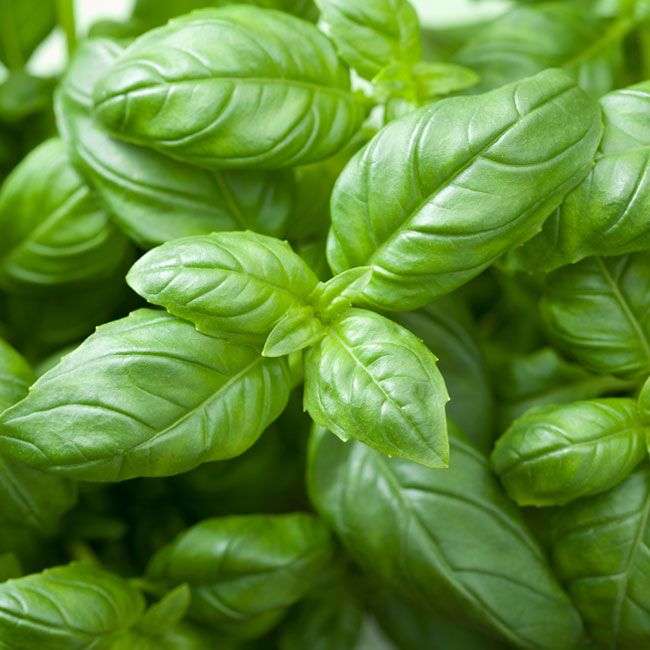 Basil Leaf Ocimum Basilicum Plants EssentHouse Basil Leaf Ocimum Basilicum Plants EssentHouse