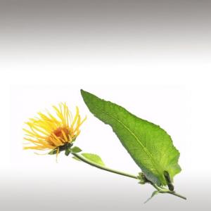 Sweet Inula CO2 Extract (Dittrichia Graveolens) - Essential Oils ...