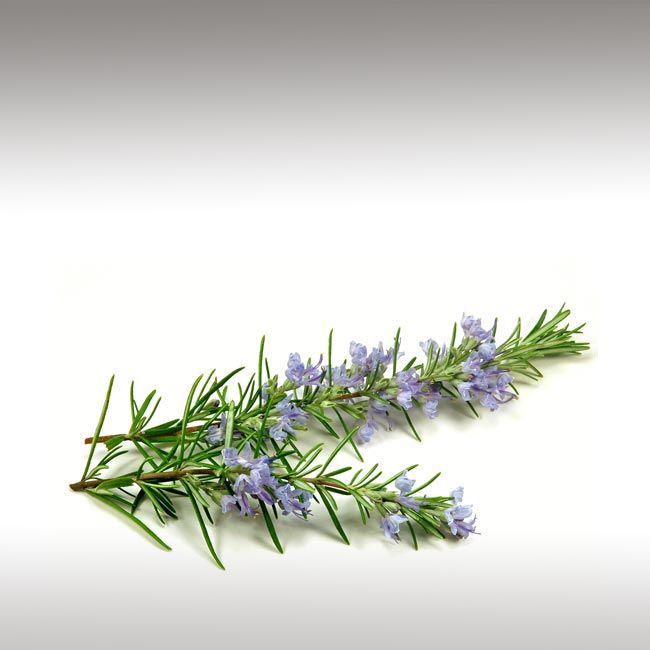 Rosemary Verbenone Essential Oil (Rosmarinus Officinalis ct. Verbenone ...